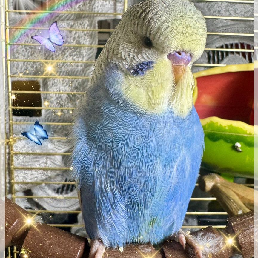 Выставочный волнистый попугай ввп Чех