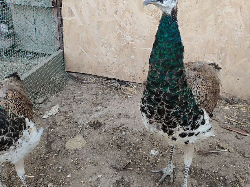 Павлин самцы