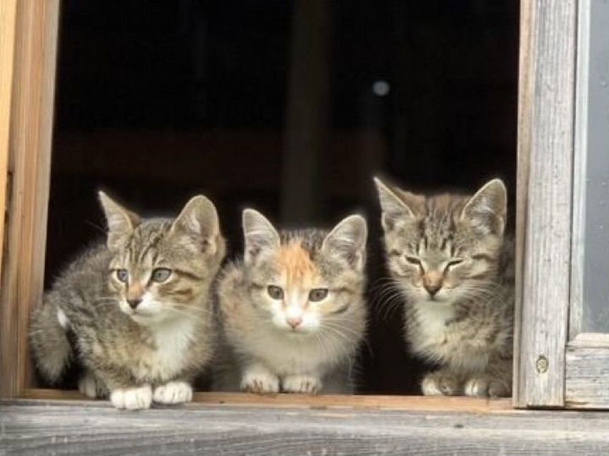 Спасите котят