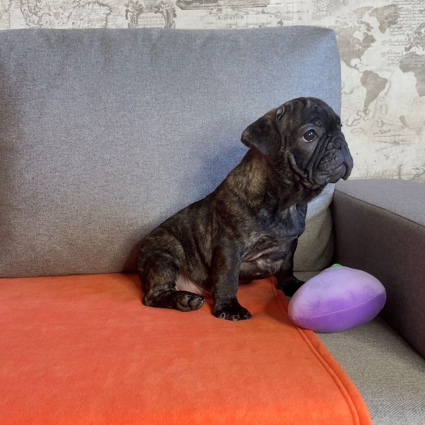 Французский бульдог, щенок