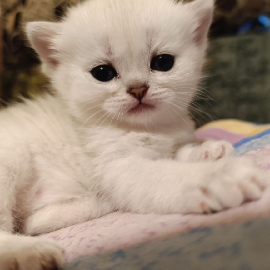 Шатланские котята