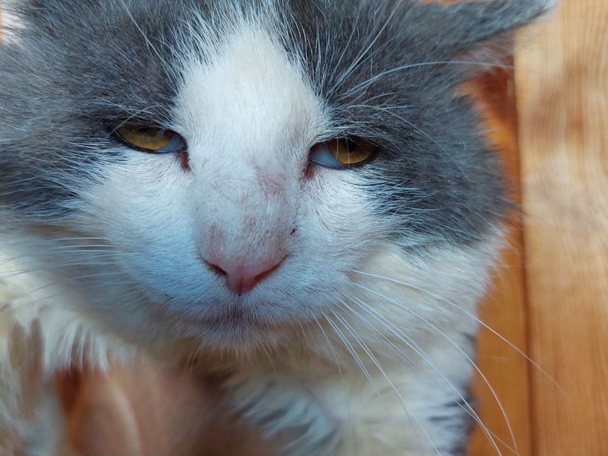 Кот в беде