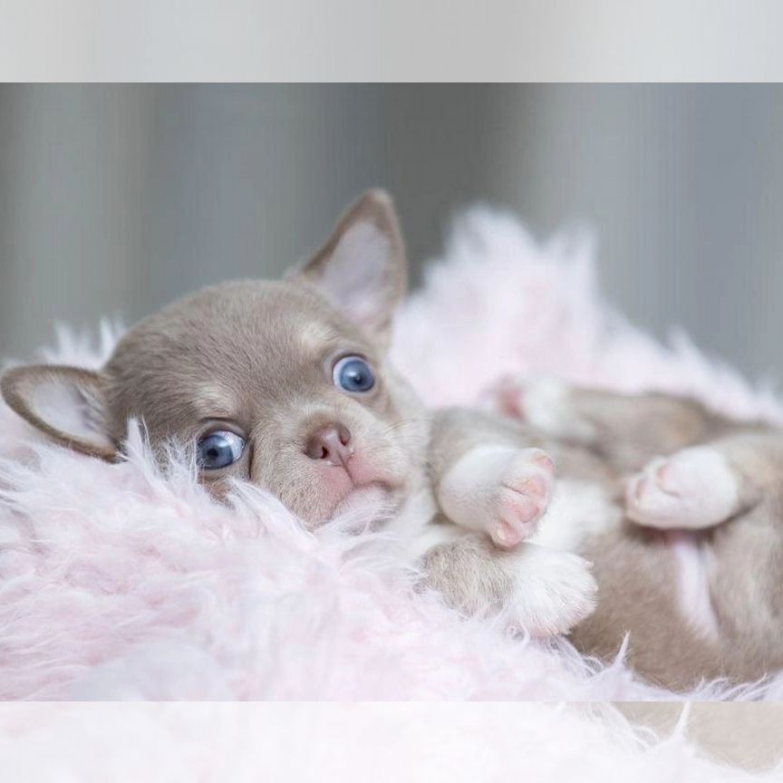 Чихуахуа мини