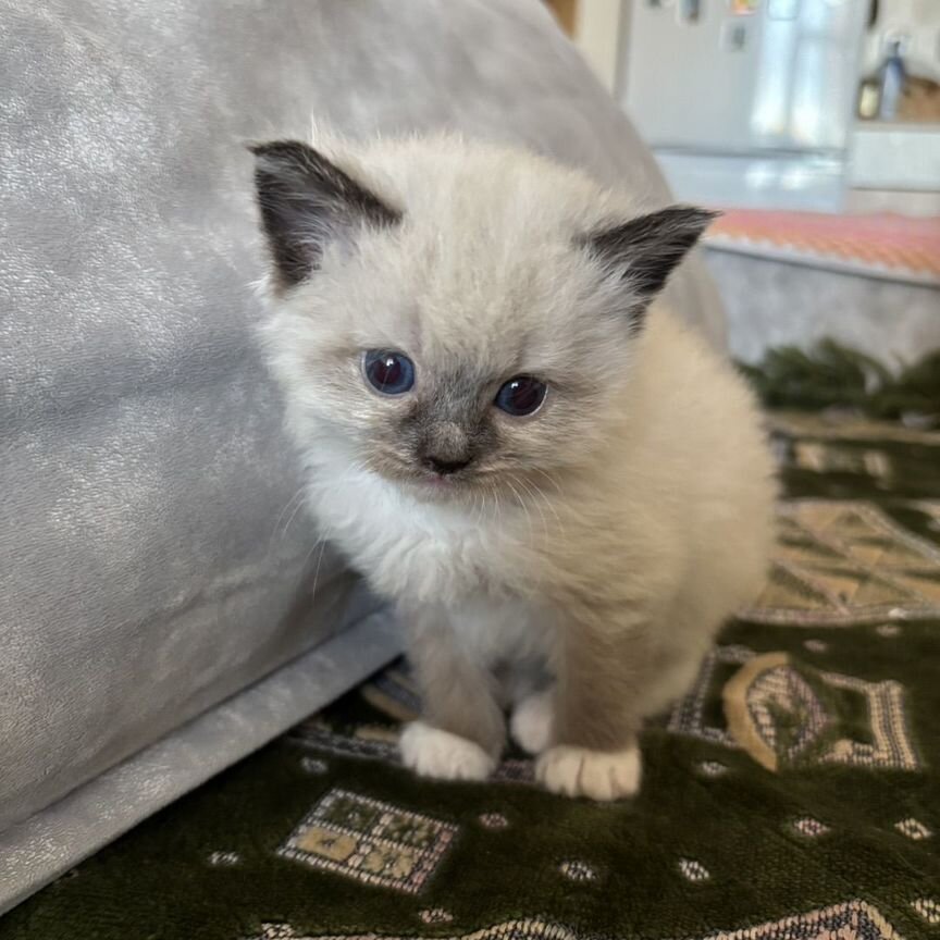 Котята невская маскарадная порода