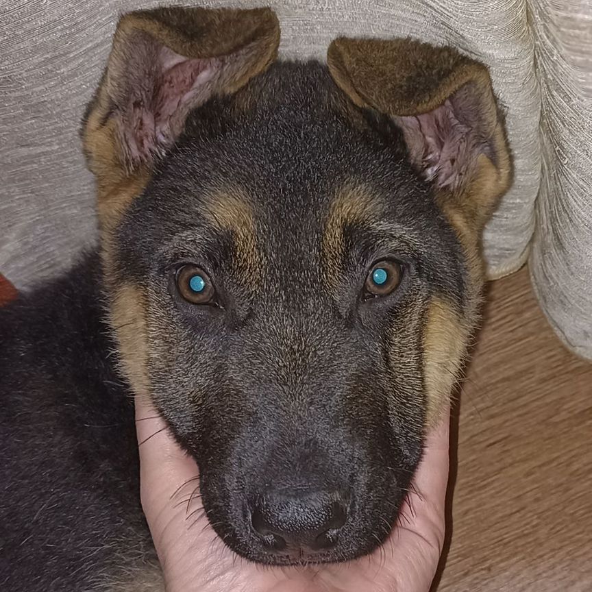 Немецкая овчарка, щенок