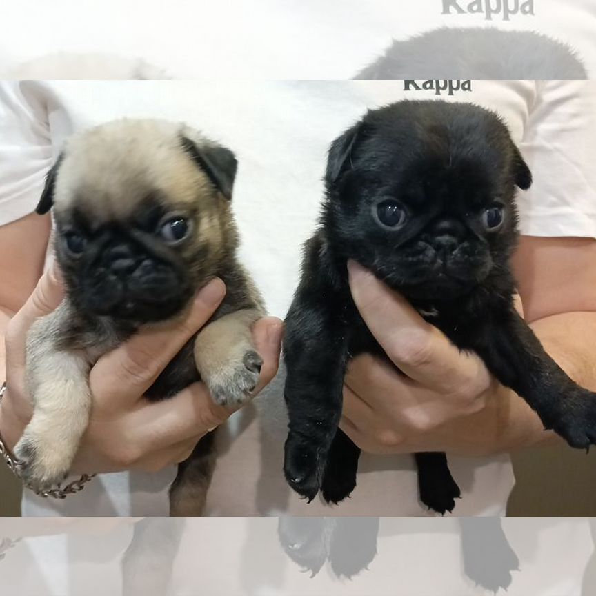 Мопс, щенок