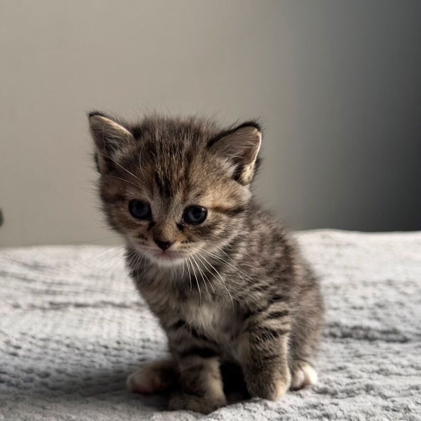 Котята в добрые руки / бесплатно
