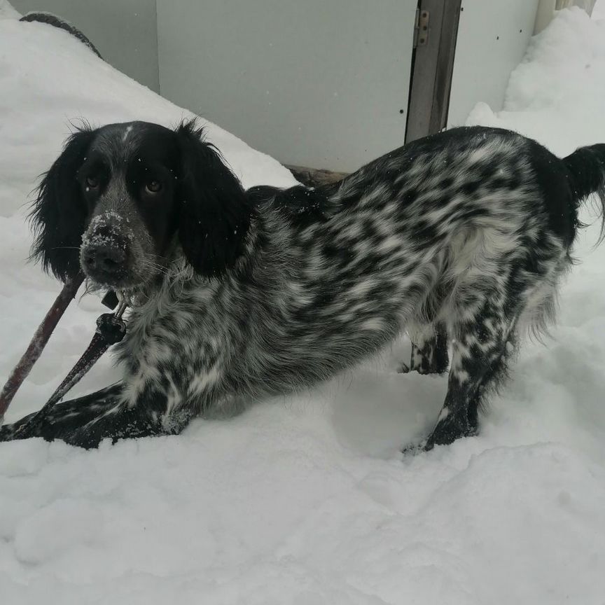 Русский охотничий спаниель, вязка