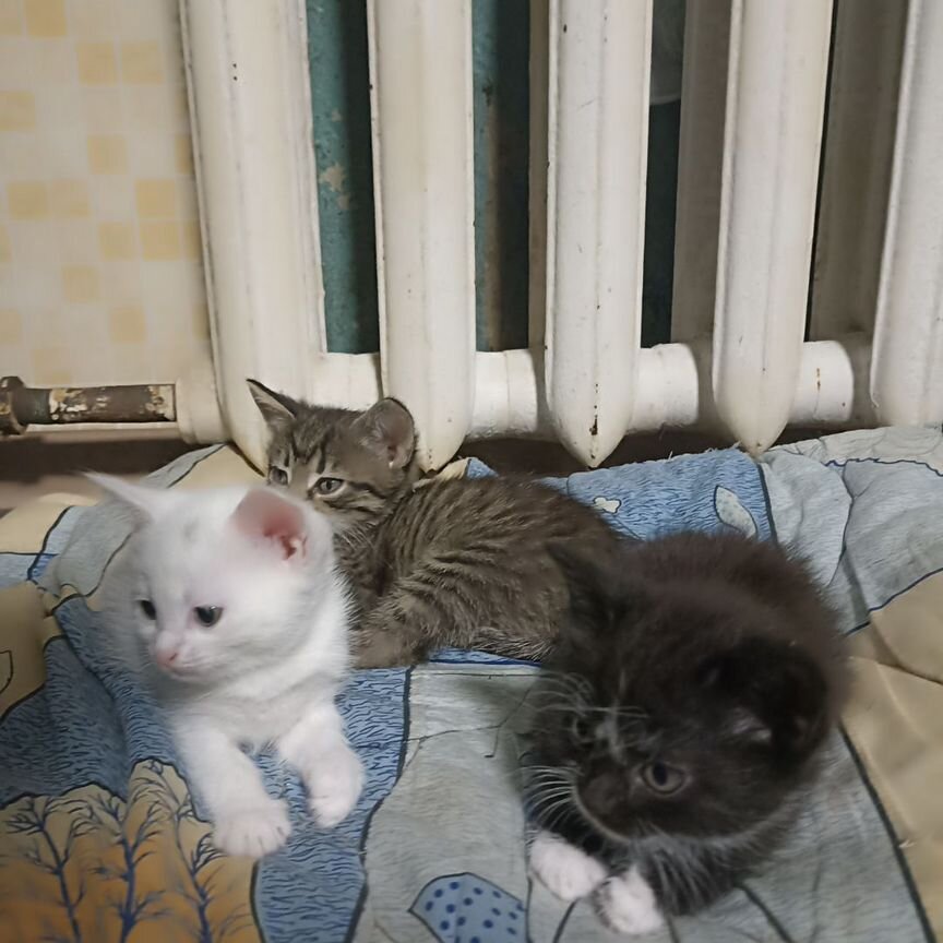 Котята