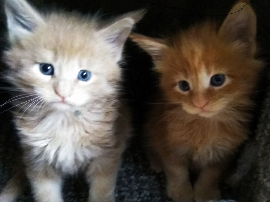 Котята Мейн-кун. Продажа