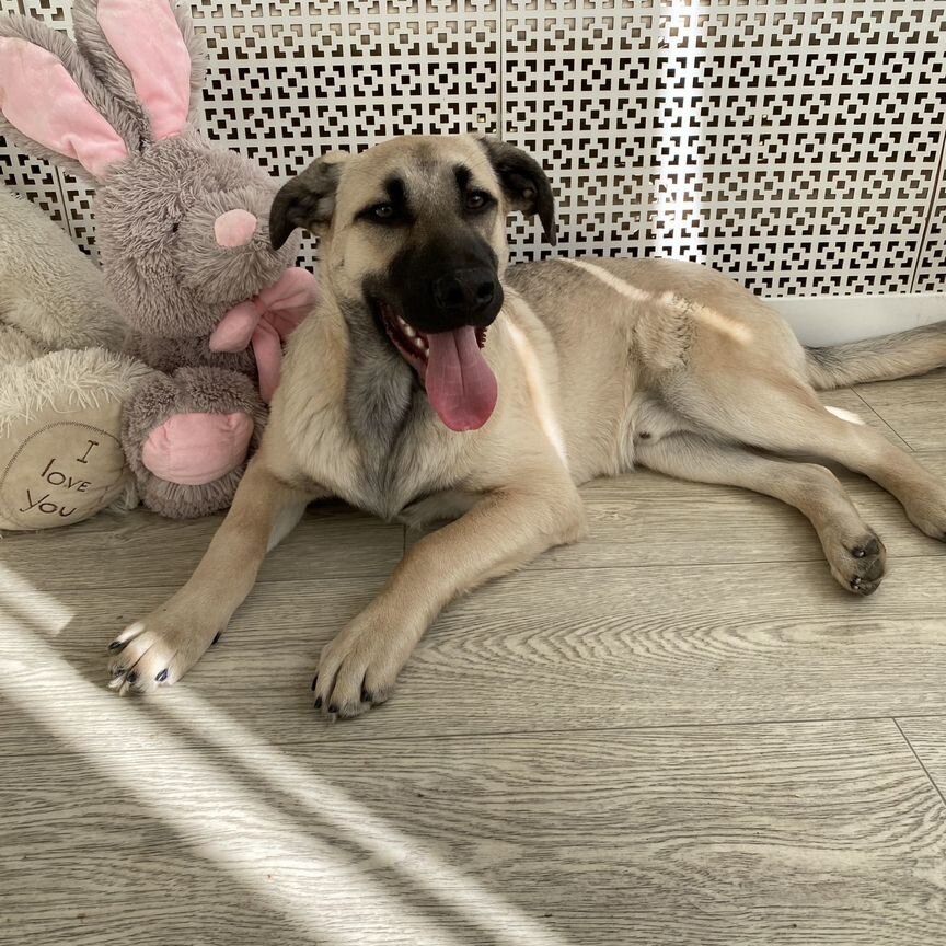 Щенок ищет дом. Щенок бесплатно