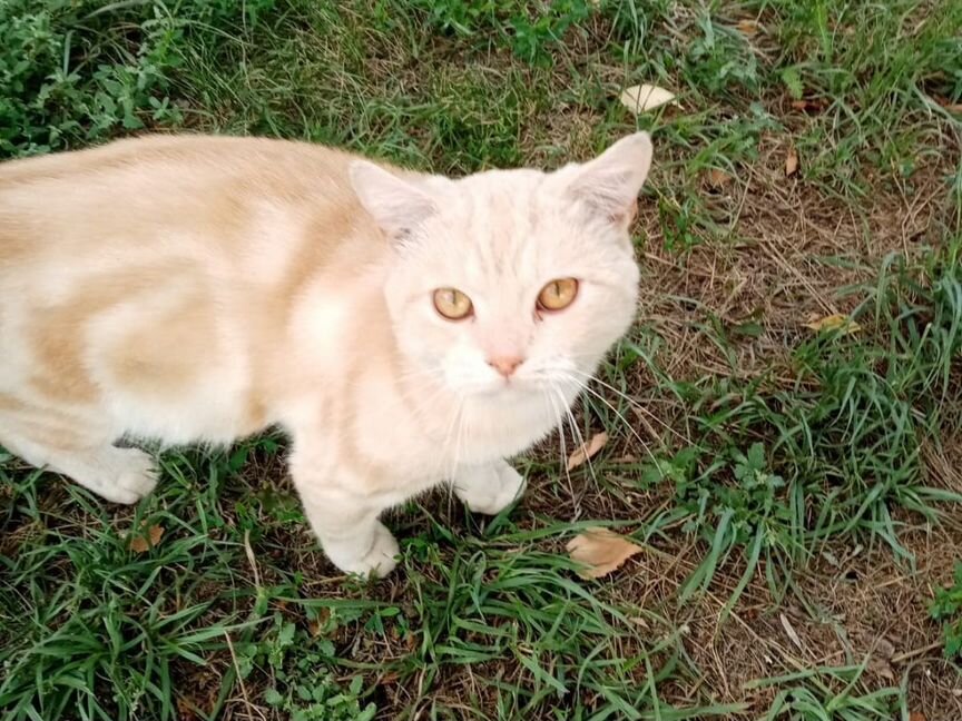 Котик в дар