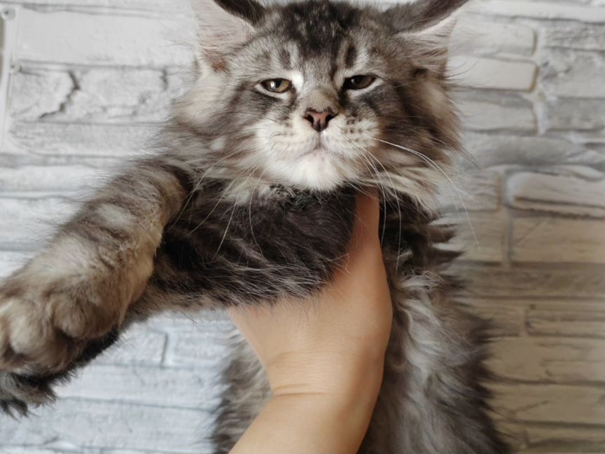Мейн-кун кот серебро