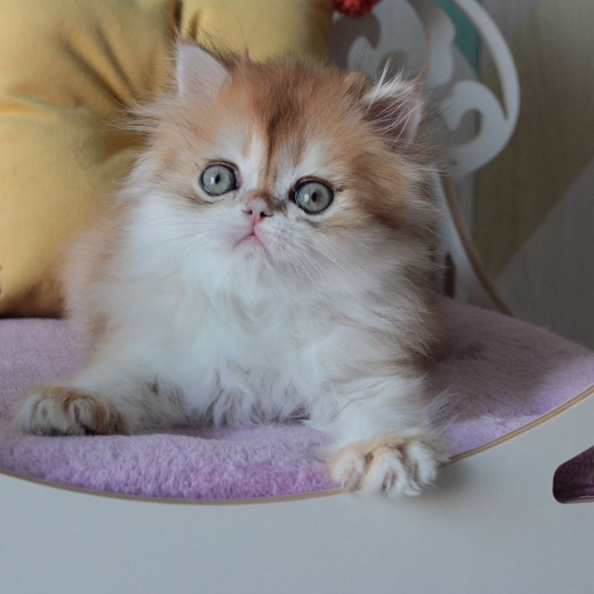 Мальчик хайленд страйт