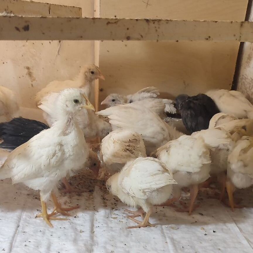 Цыплята несушки