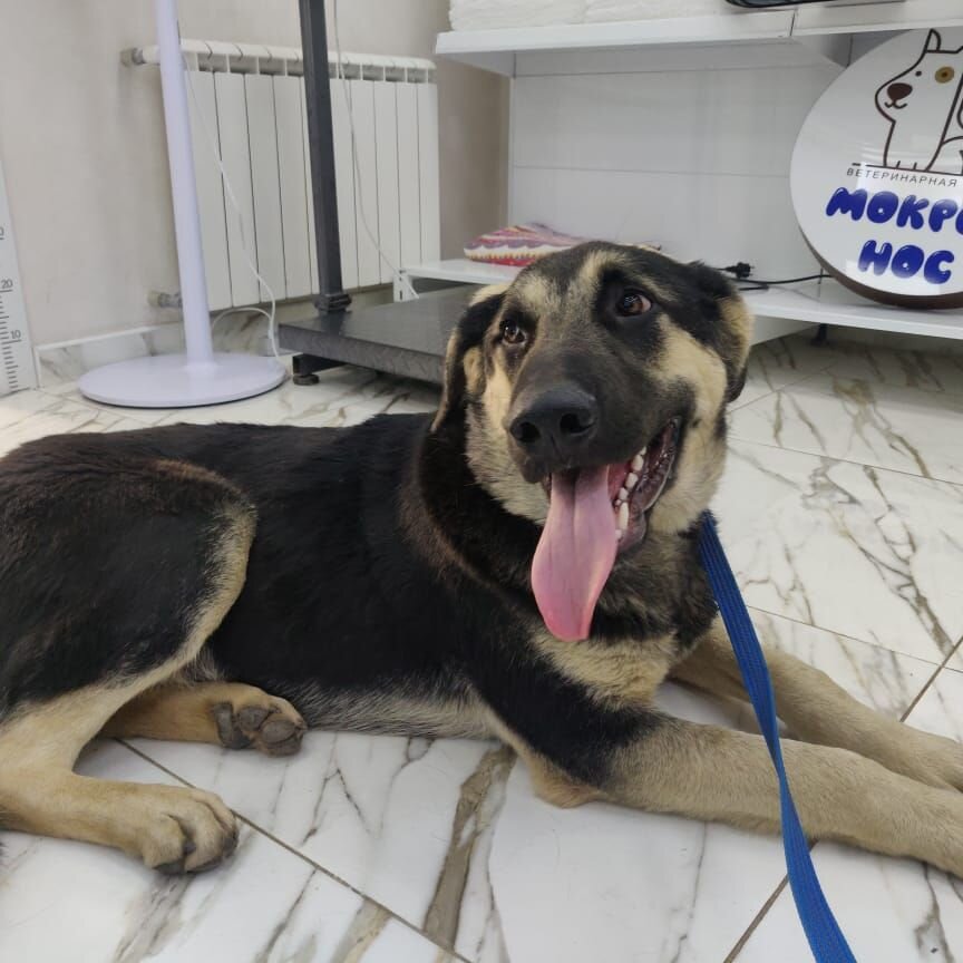 Песик спасеныш в дар