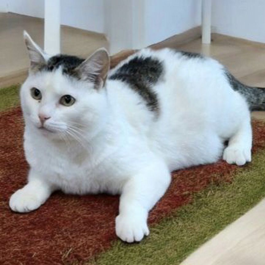 Кошечка Мила с челочкой