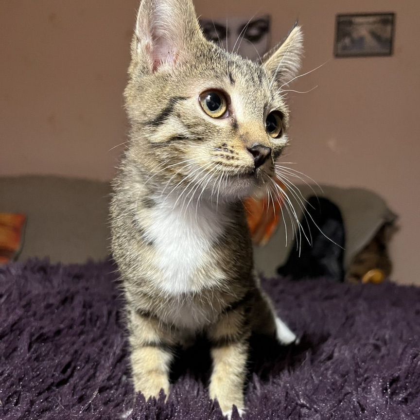 Котёнок в добрые руки