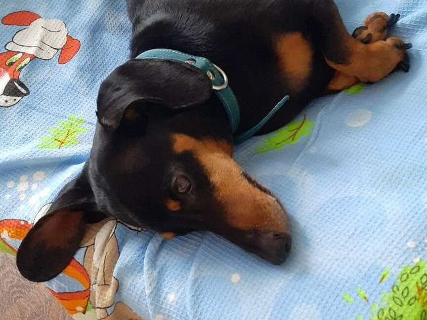 Пёсик (такса) в добрые руки