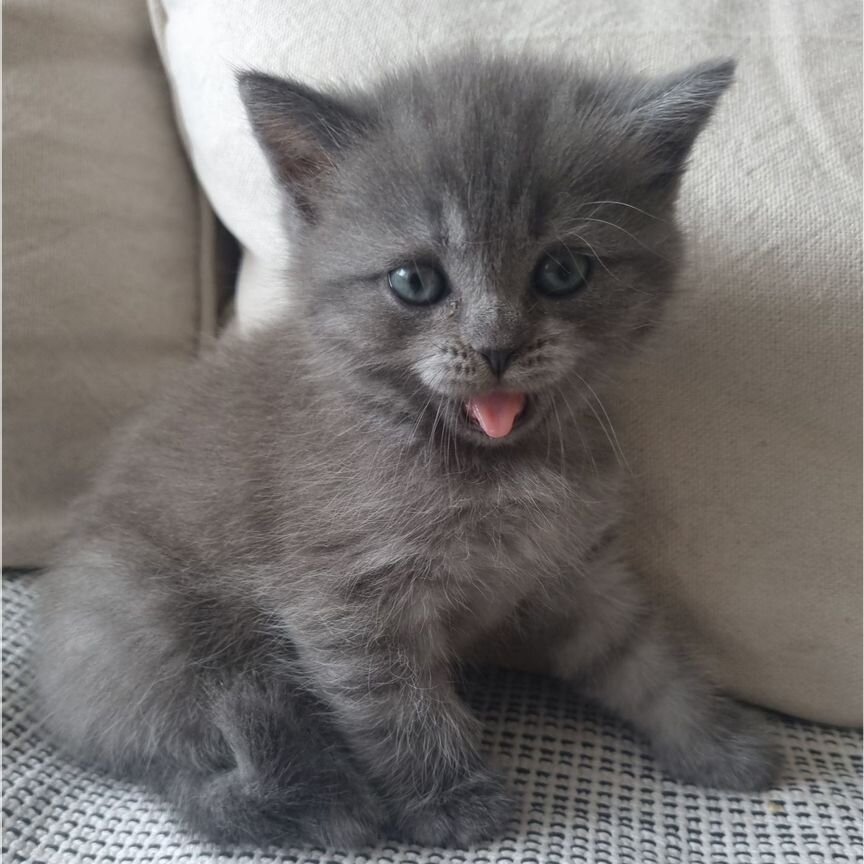 Шотландский вислоухий короткошёрстный котёнок
