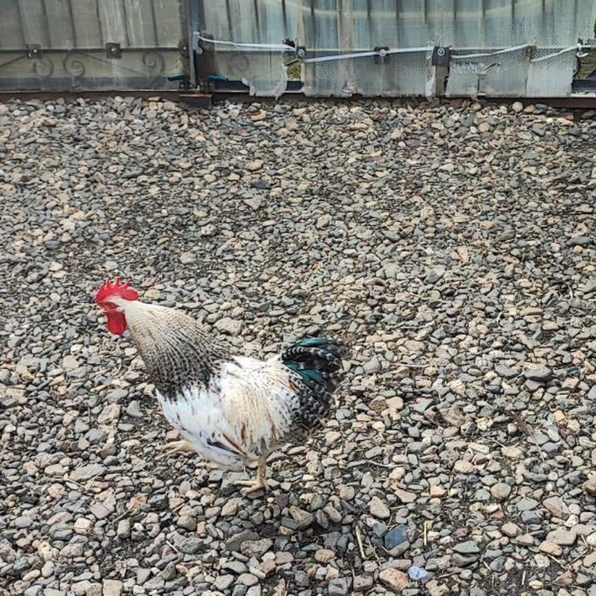 Петухи домашние