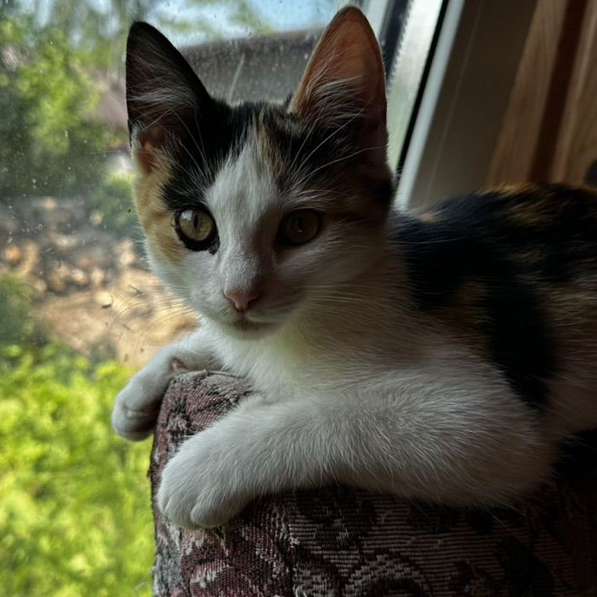 Котенок девочка