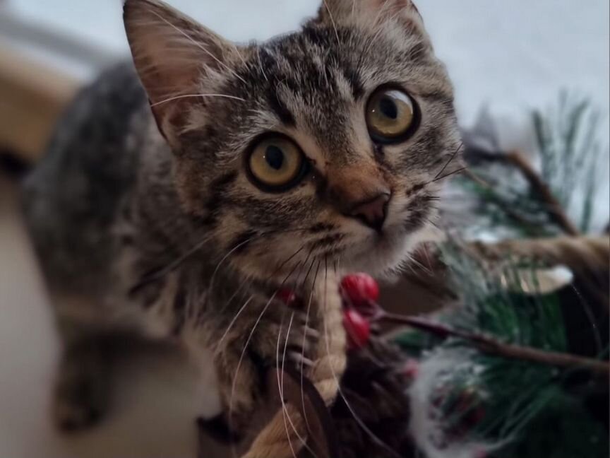 Котенок Маша 2.5 мес