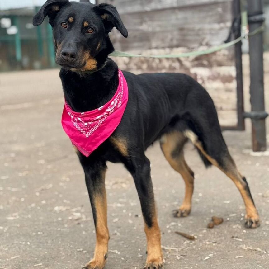 Собаке нужна семья