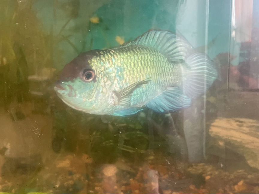 Рыба нанакара