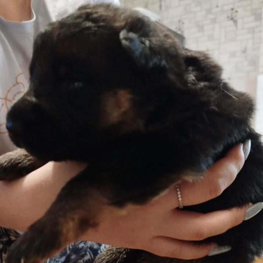 Немецкая овчарка, щенок