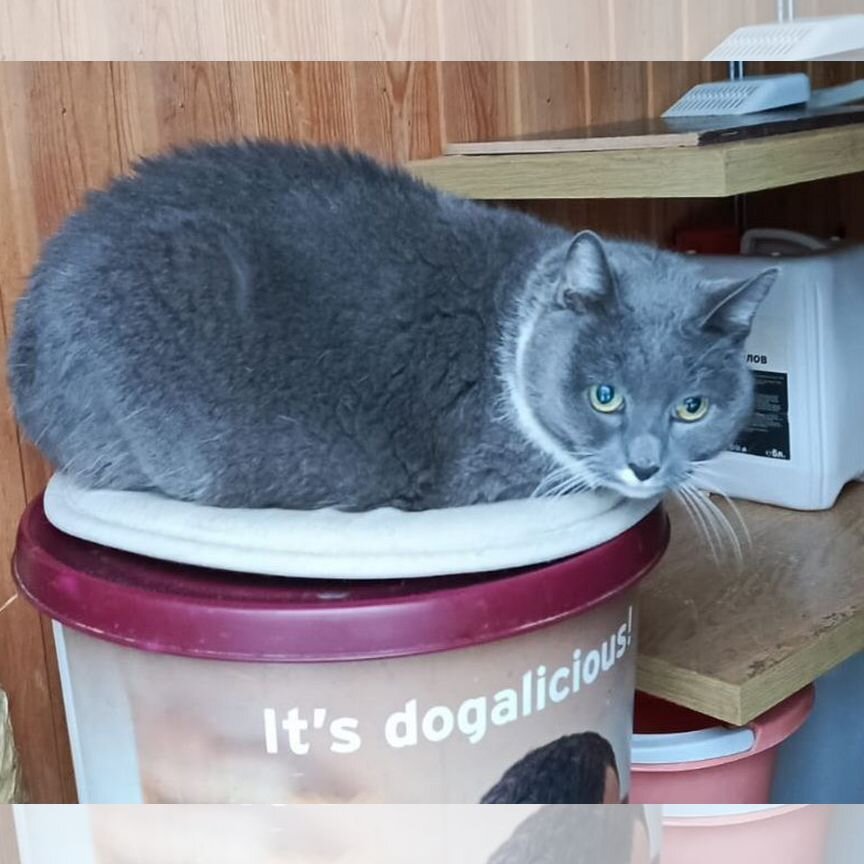 Взрослая кошка в добрые руки