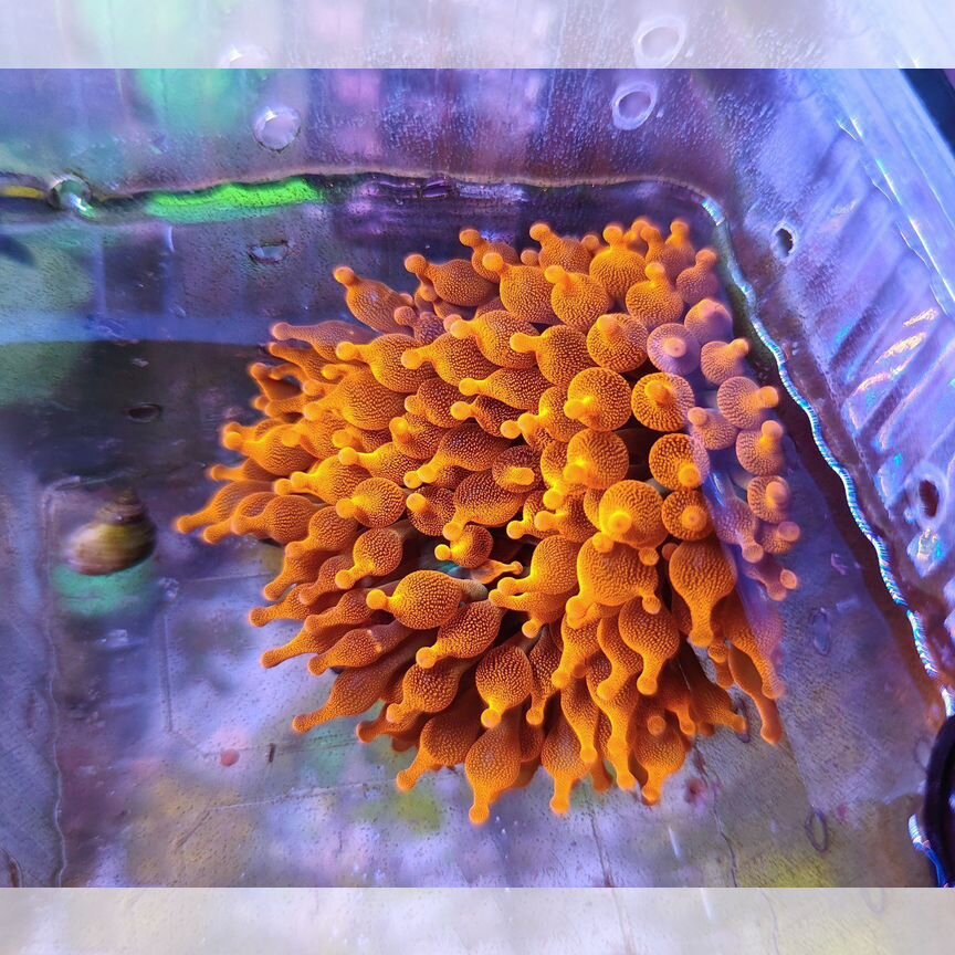 Актиния Красная