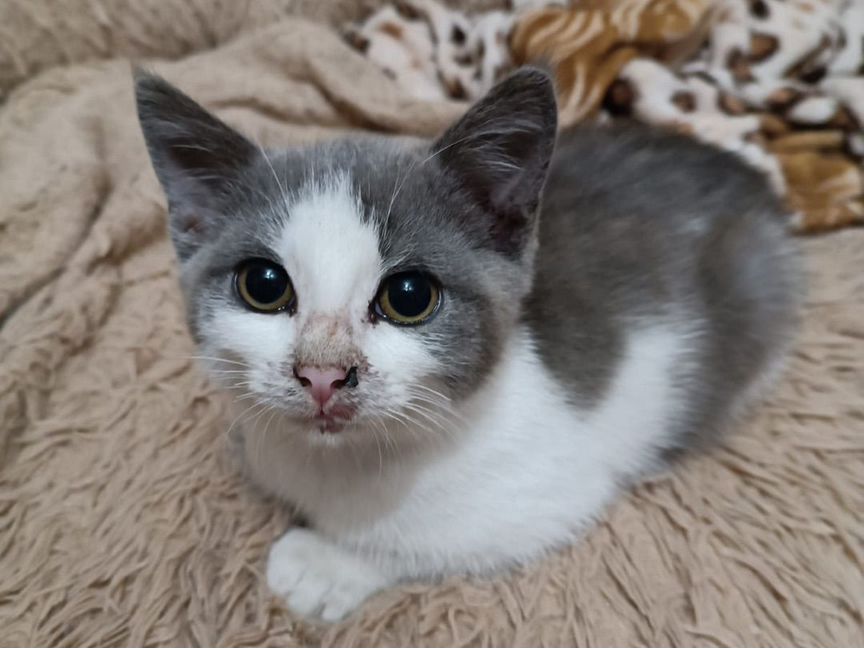 Котенок