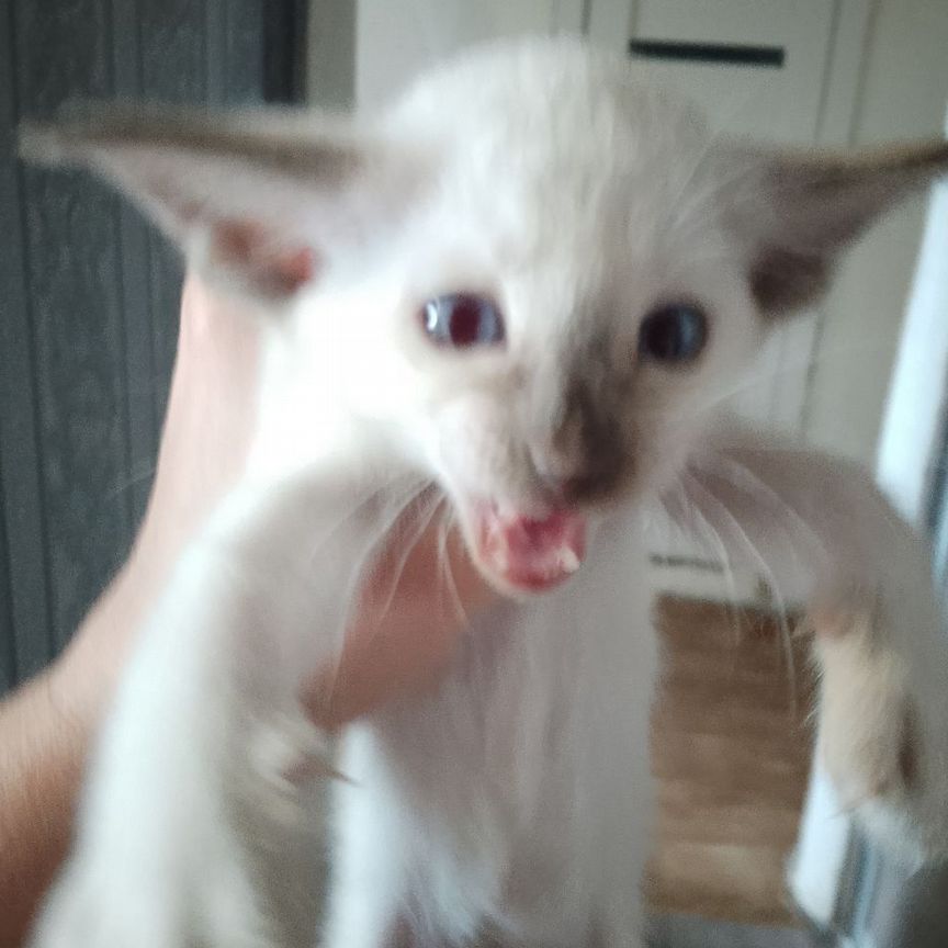 Ориентальный котёнок