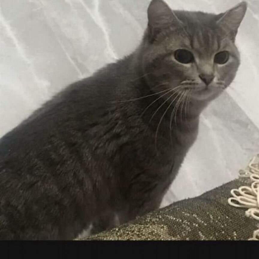 Котик британца на усыплении два дня осталось