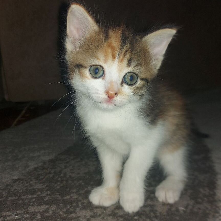 Котята