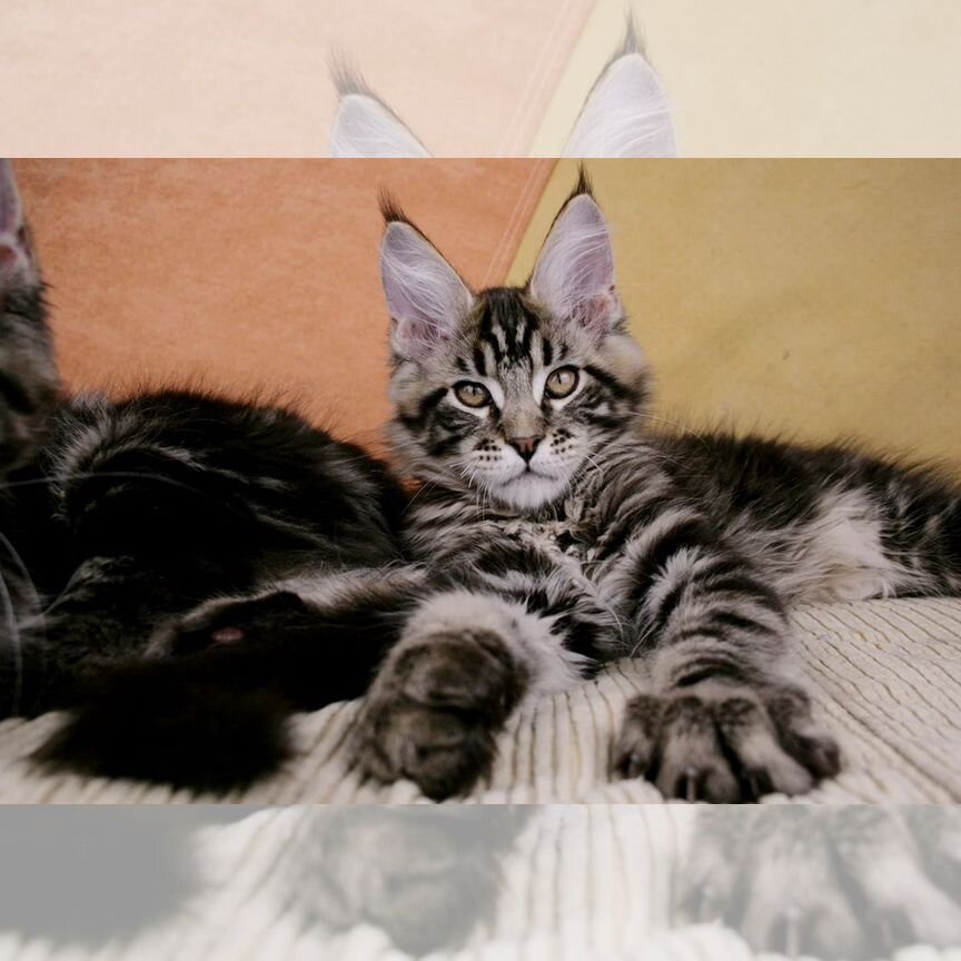 Мейн-кун котёнок