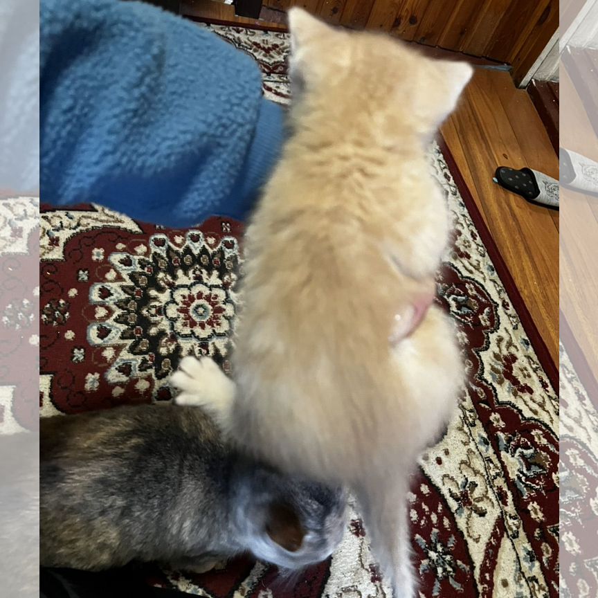 Котёнок в добрые руки