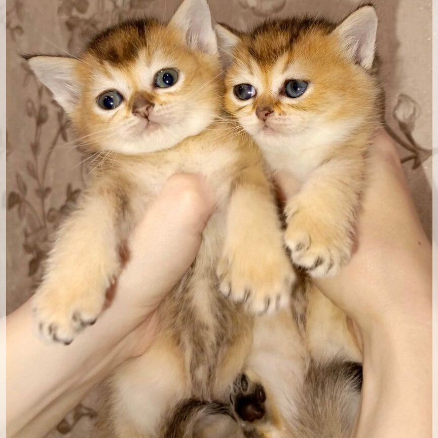 Шотландские яркие золотые шиншиллы котята