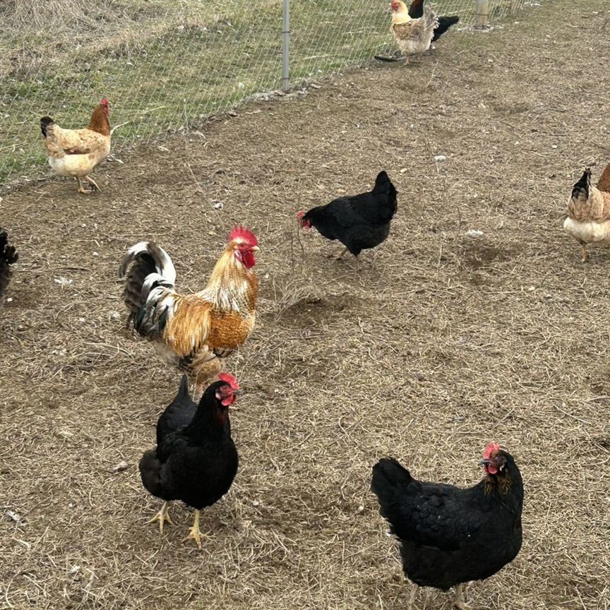 Молодые курицы несушки, петухи