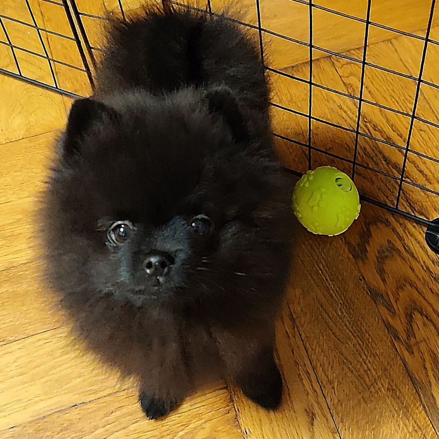 Немецкий шпиц, щенок