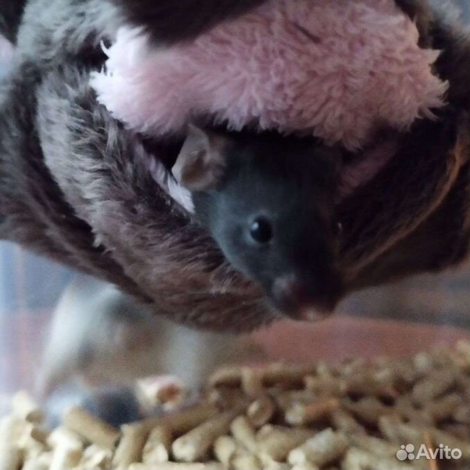 Декоративная мышка в добрые руки