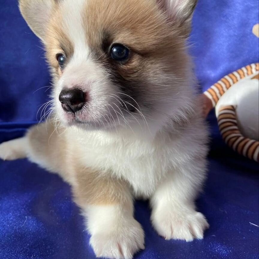 Щенки корги