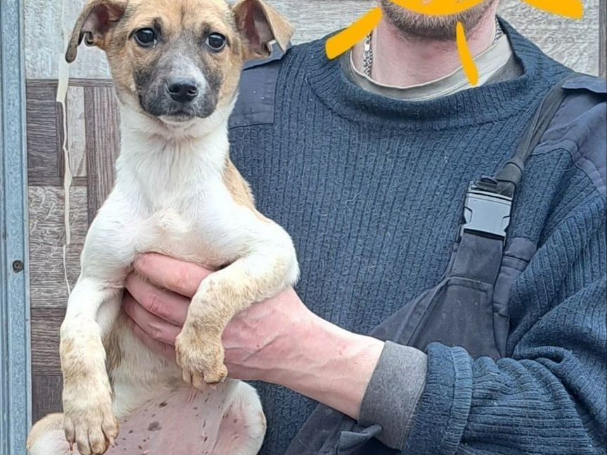 Маленькая собака в добрые руки