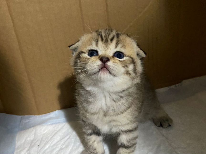 Шотландская