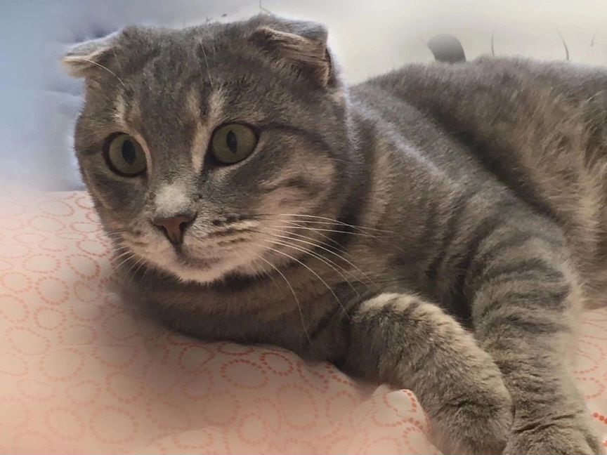 Кошечка Ксюша