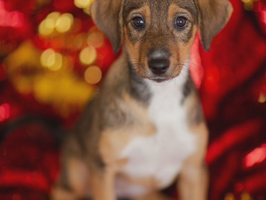 Тимошка ищет дом