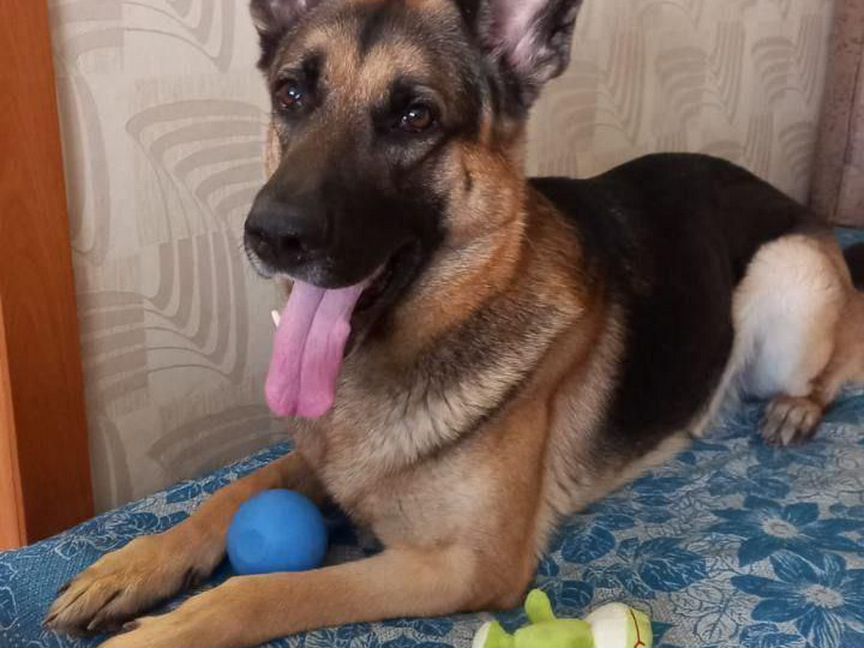 Собака в добрые руки овчарка мальчик