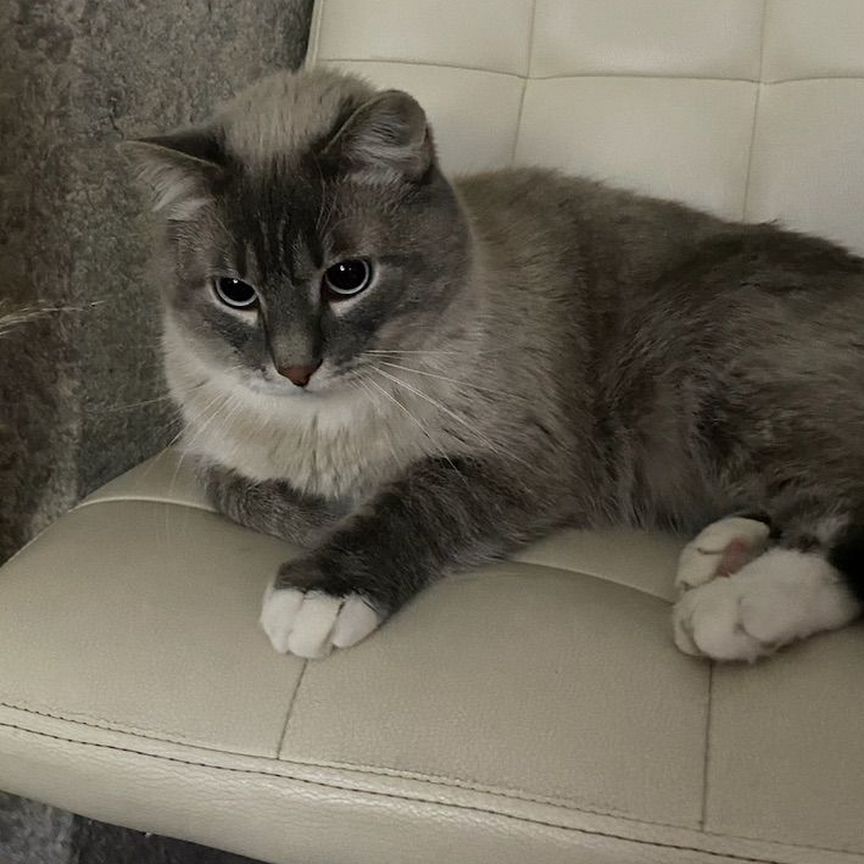Отдам кота в добрые руки бесплатно