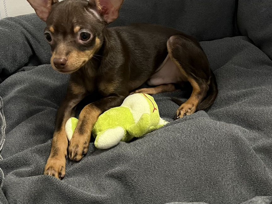 Русский той-терьер мини